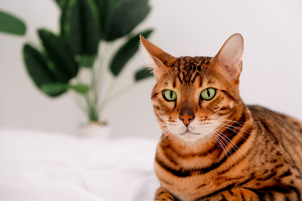 8 chats exceptionnels et leurs différentes caractéristiques