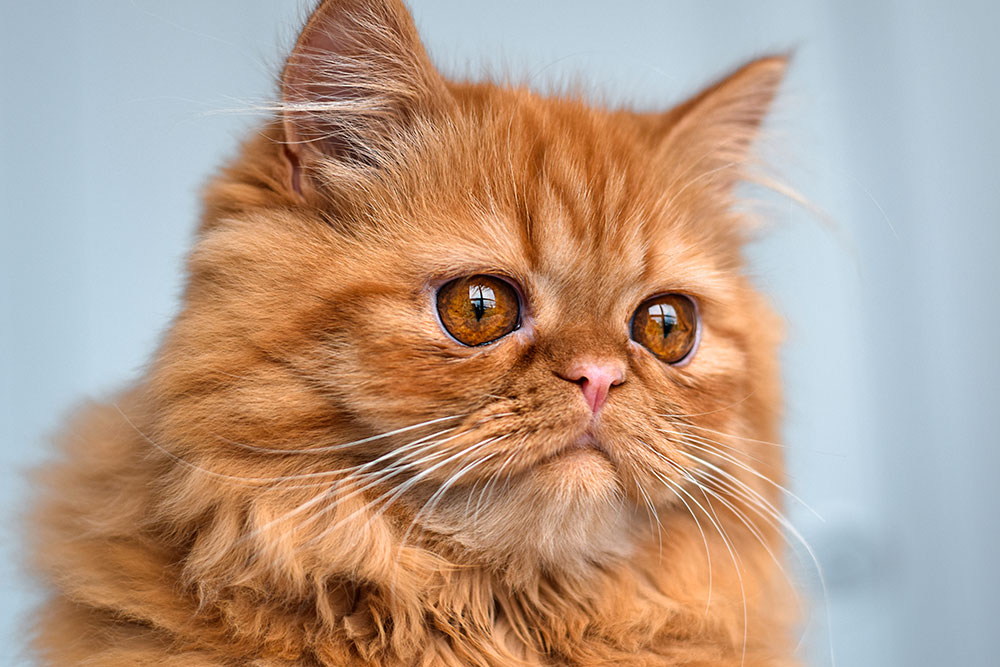 8 chats exceptionnels et leurs différentes caractéristiques